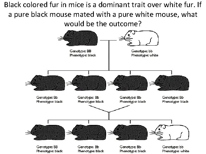 CHAPTER 6 MENDEL HEREDITY Mendels Breeding Experiments The