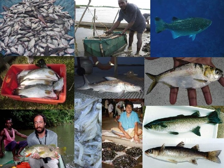 Projected changes to freshwater fish habitats and stocks