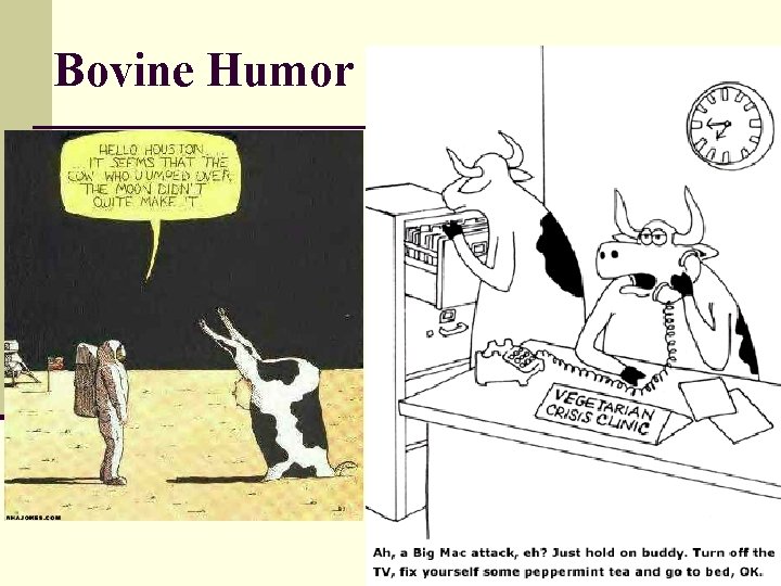 Introduction to Cattle Bovine Humor Objectives n Describe