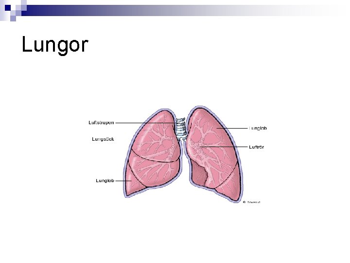 Kroppens organsystem Matspjlkningen Andningsorganen Blodet och ...