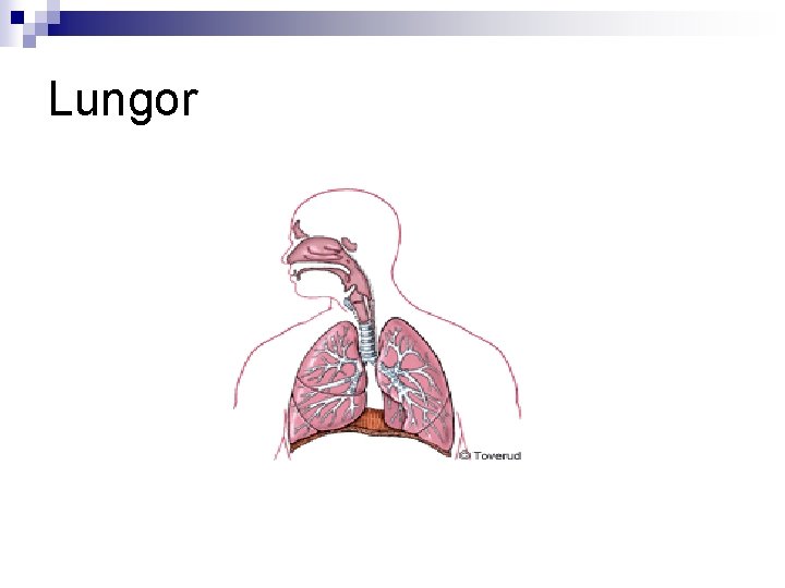 Kroppens organsystem Matspjlkningen Andningsorganen Blodet och ...