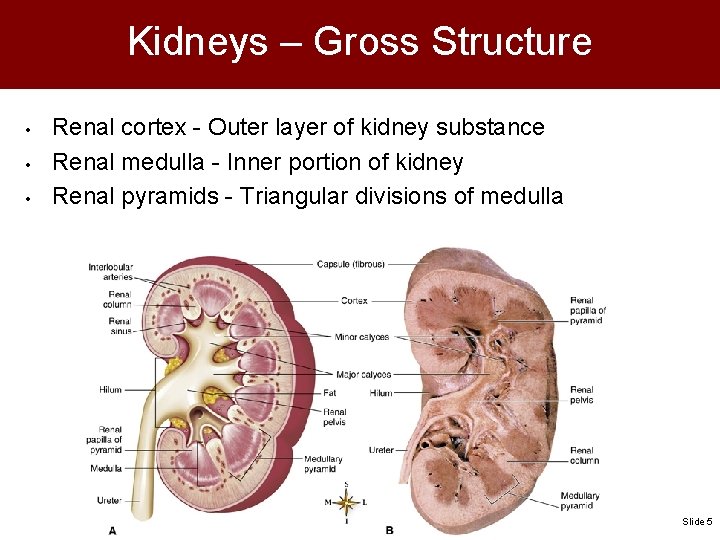 Chapter 18 The Urinary System Mosby items and