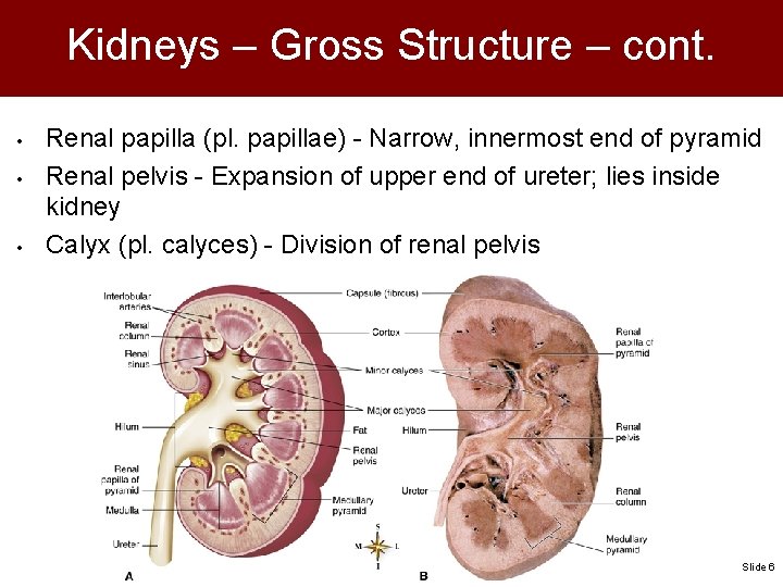 Chapter 18 The Urinary System Mosby items and