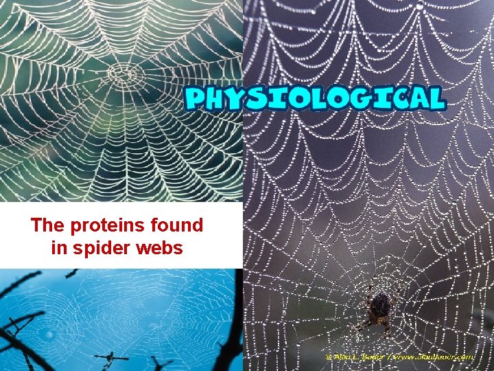 Animal Adaptations Behavioral responses to the environment Example