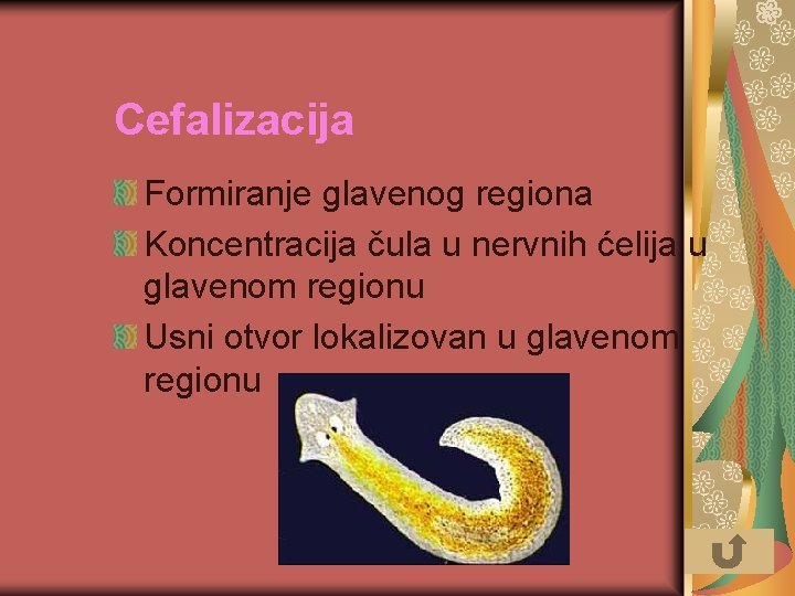 Phylum Platyhelminthes Pljosnati crvi Opte karakteristike Bilateralna ...