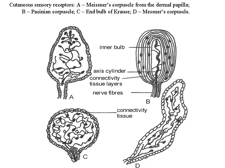 Nervous System Introductory considerations The human body architecture