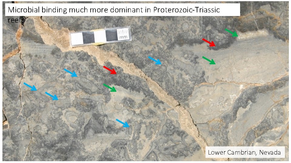 Reef Carbonates Definition of a reef 1 Rigid