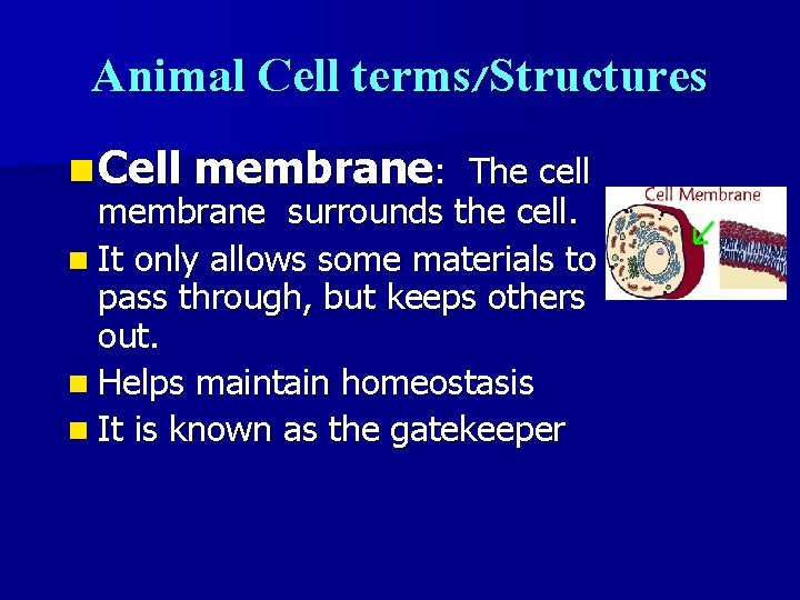 Presented by Mrs H Animal Cell Organelles Plant