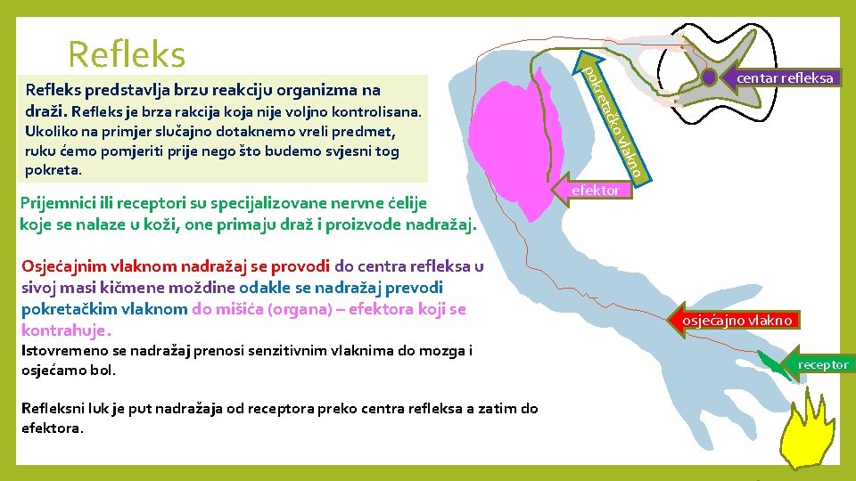 PERIFERNI NERVNI SISTEM Bogi Gligorovi Uvod Nervi koji