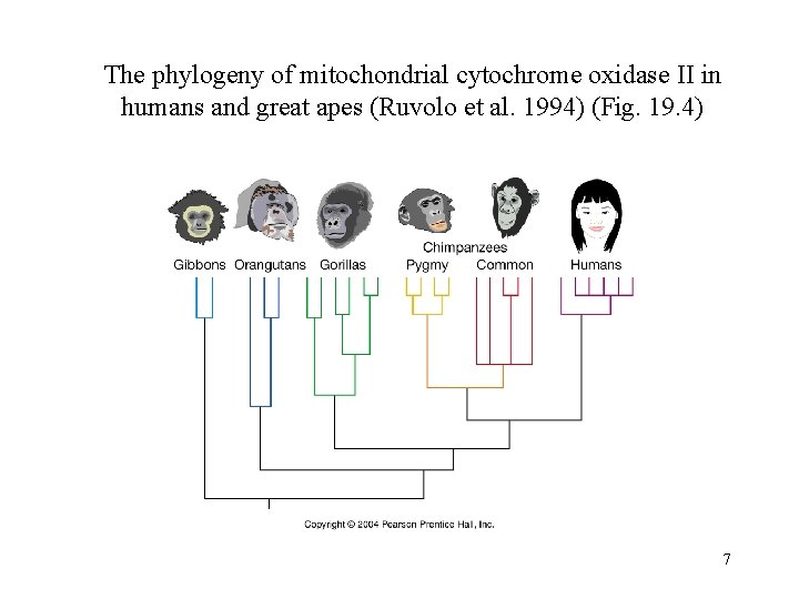 Human Evolution Chapter 19 1 Human evolution Closest