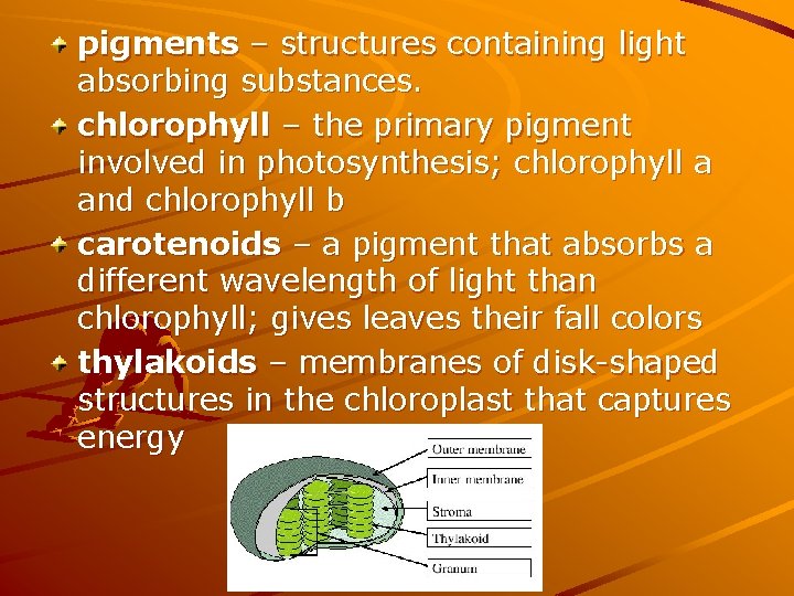 PHOTOSYNTHESIS Photosynthesis occurs in the chloroplasts of plant