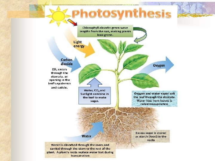 Photosynthesis Key Terms n n n Leaves Photosynthesis