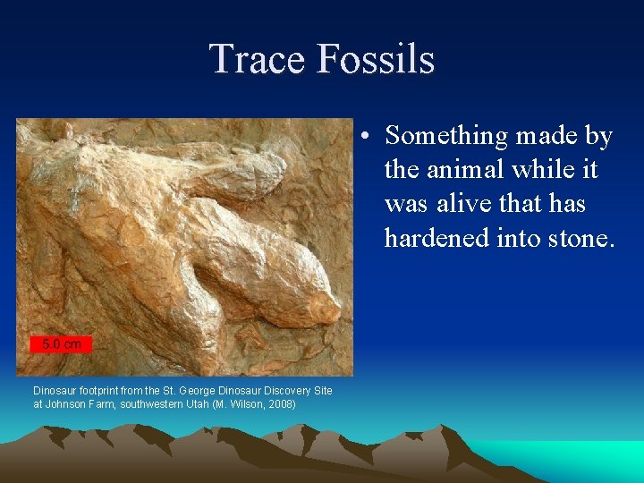 FOSSILS A Moment Frozen In Time Arizona Standards