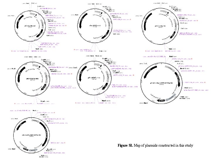 Figure S 1 Map of plasmids constructed in