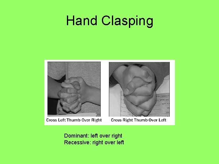 An Inventory of My Traits Human Genetics Earlobes