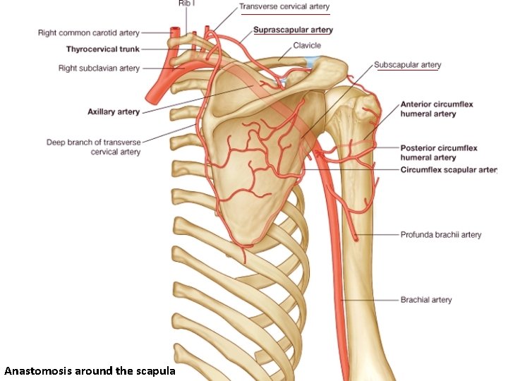Vessels of the upper limb Prof Abdulameer Al