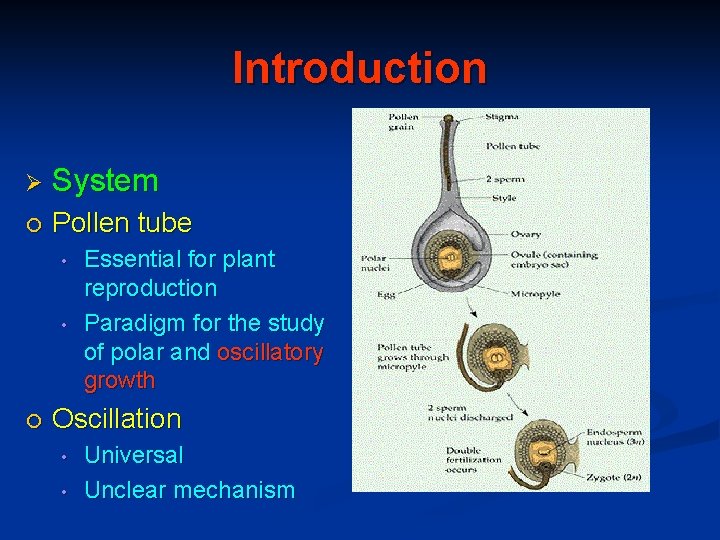 Calcium Oscillation in the Pollen Tube Growth Presented