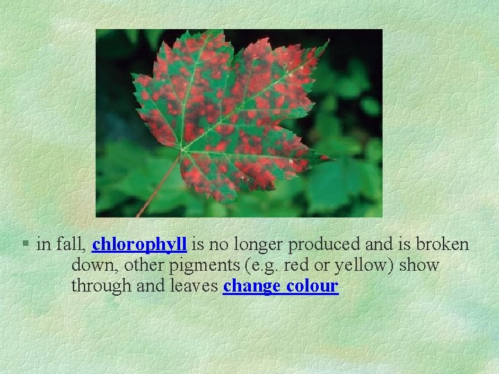 Photosynthesis A Introduction 1 Location chloroplasts in plants