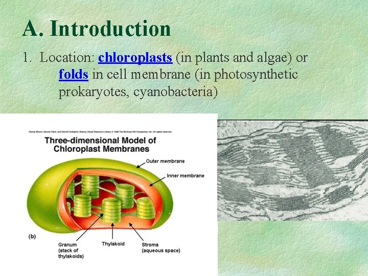 Photosynthesis A Introduction 1 Location chloroplasts in plants