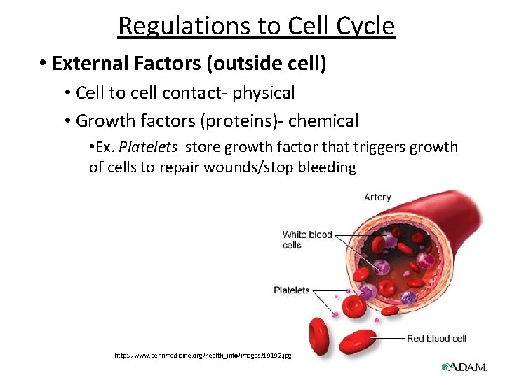 Regulations to Cell Cycle External Factors outside cell