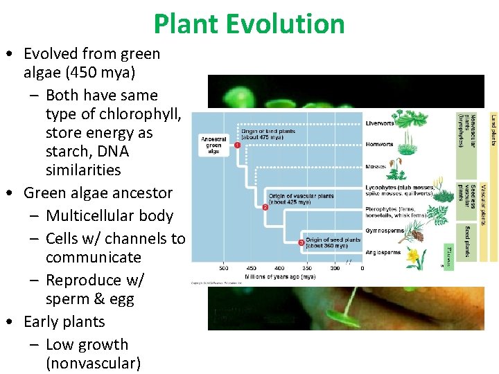 Plant Evolution Plant Evolution Evolved from green algae
