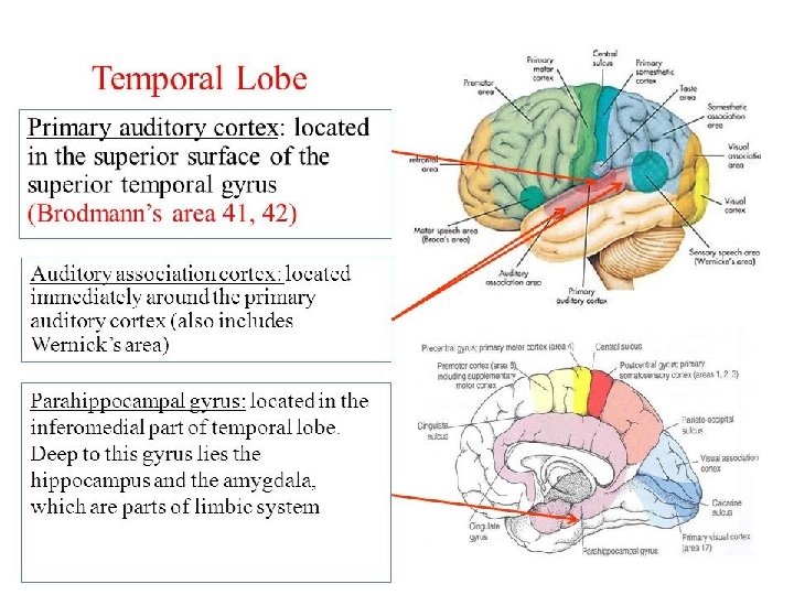 CEREBRALCEREBELLAR ANATOMY SCALP Dural Sinuses SULCUS GYRUS FRONTAL