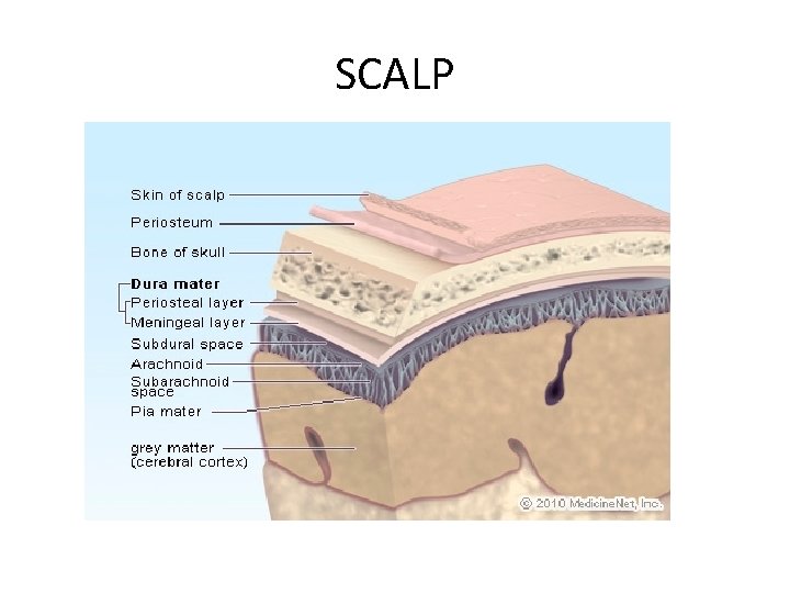 CEREBRALCEREBELLAR ANATOMY SCALP Dural Sinuses SULCUS GYRUS FRONTAL