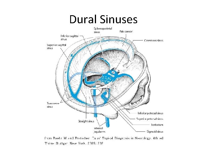 CEREBRALCEREBELLAR ANATOMY SCALP Dural Sinuses SULCUS GYRUS FRONTAL
