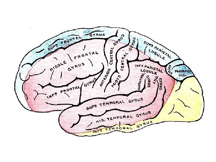 CEREBRALCEREBELLAR ANATOMY SCALP Dural Sinuses SULCUS GYRUS FRONTAL