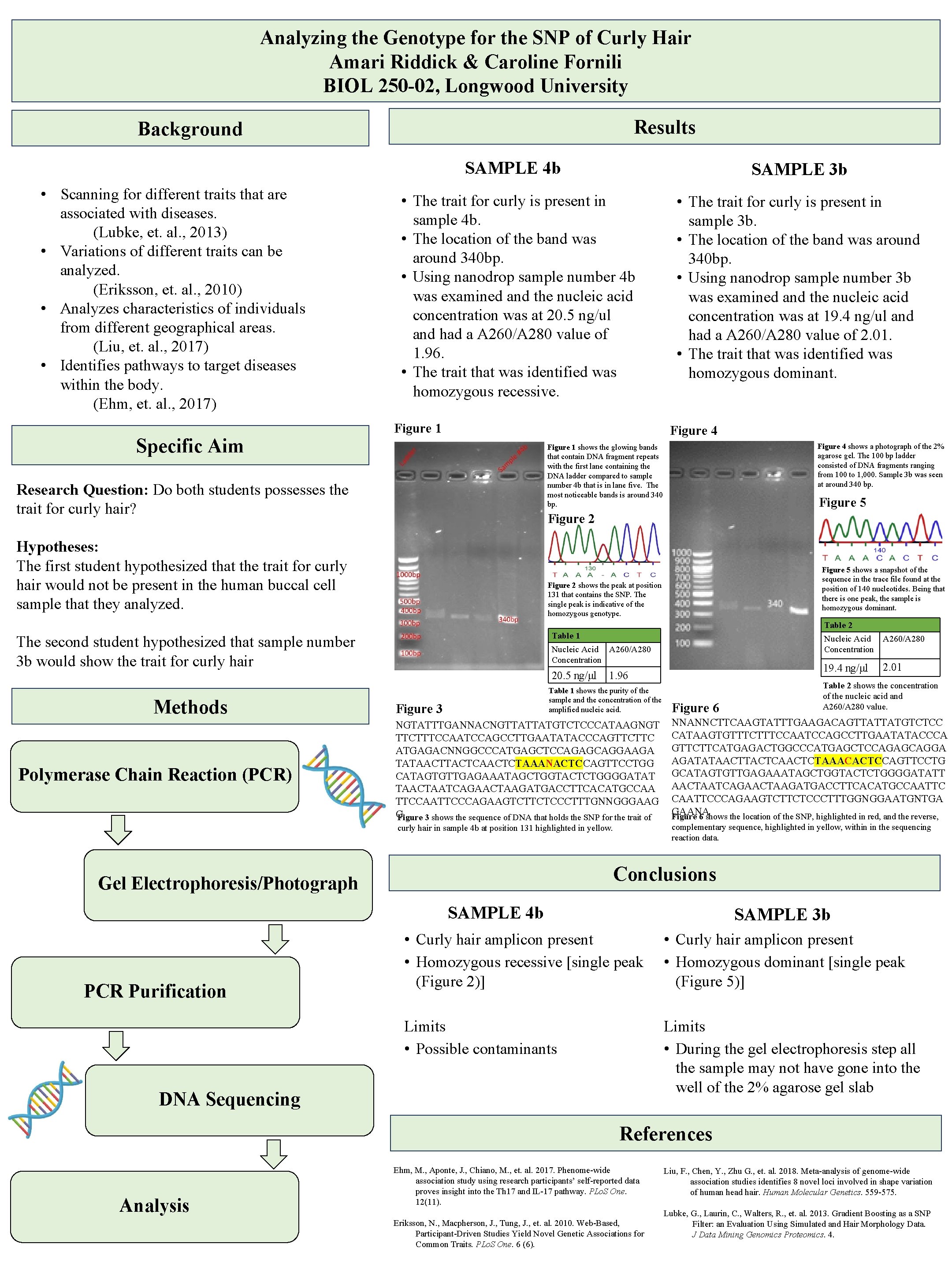 Analyzing the Genotype for the SNP of Curly