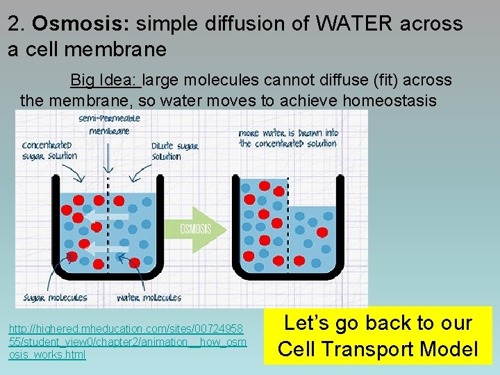 Essential Question How does a cell both protect