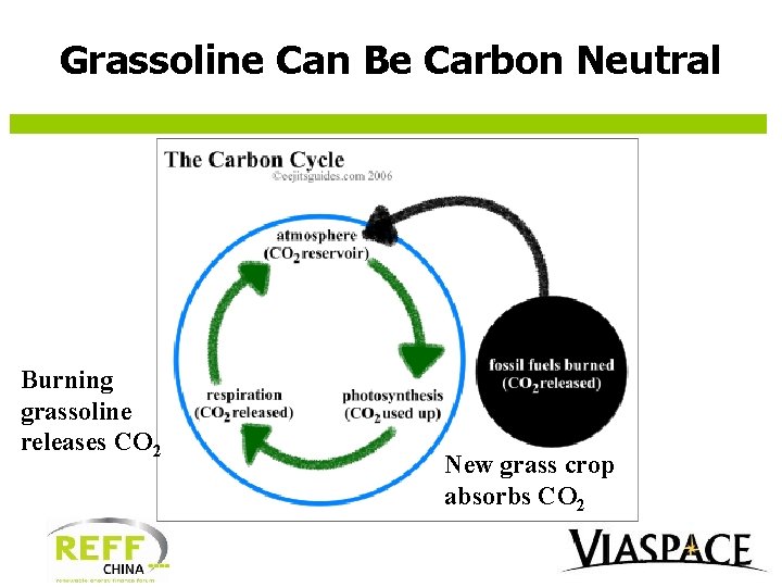 GRASSOLINE FAST GROWING GRASS FOR CELLULOSIC BIOFUELS AND