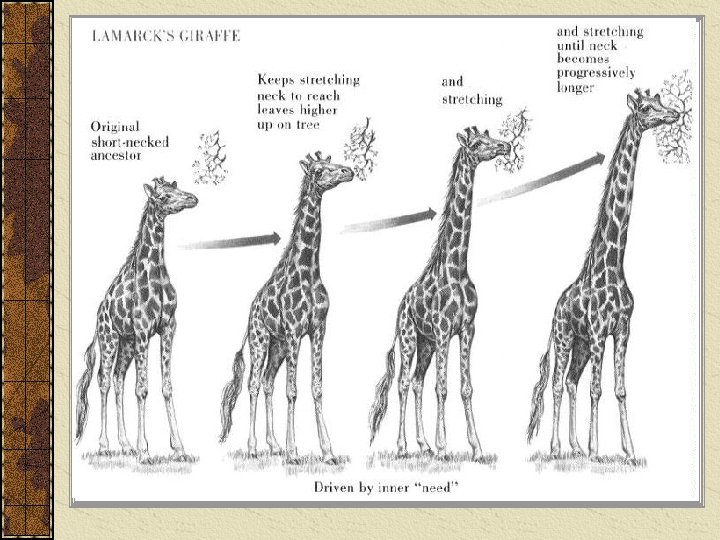Evolutionary Thinkers The Early Ideas Baron Georges Cuvier