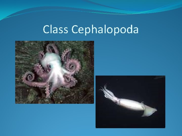 15 D Other Invertebrates Page 468 473 Phylum