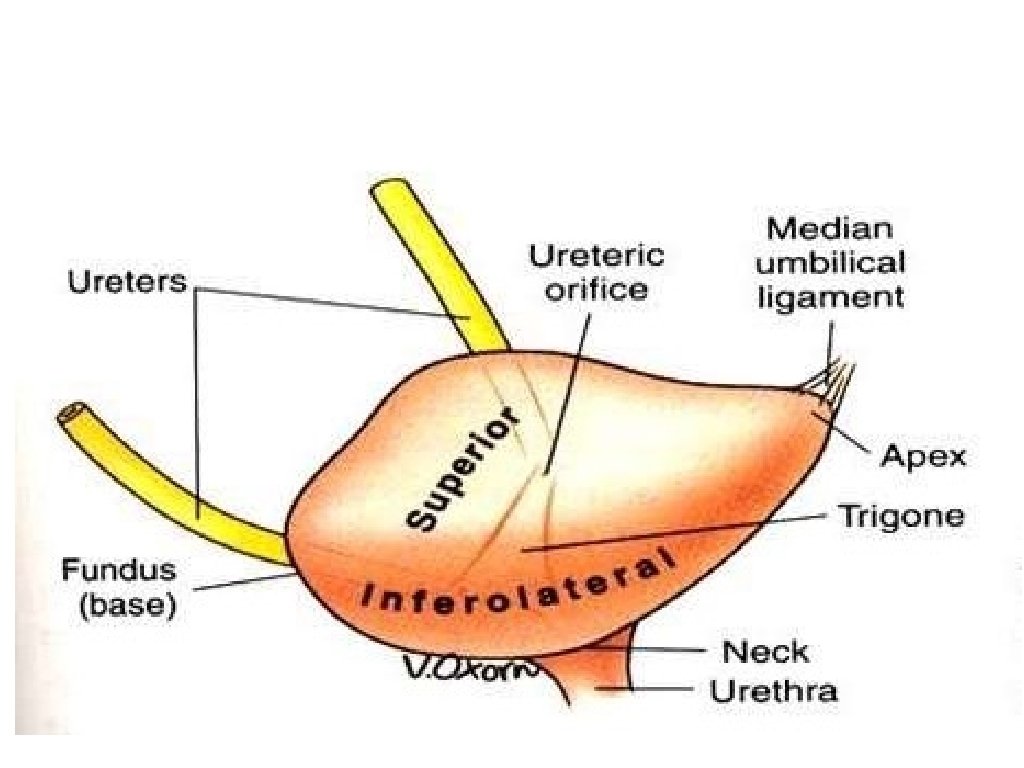 Urinary bladder nd 2 year Mbbsmc Dr muhammad