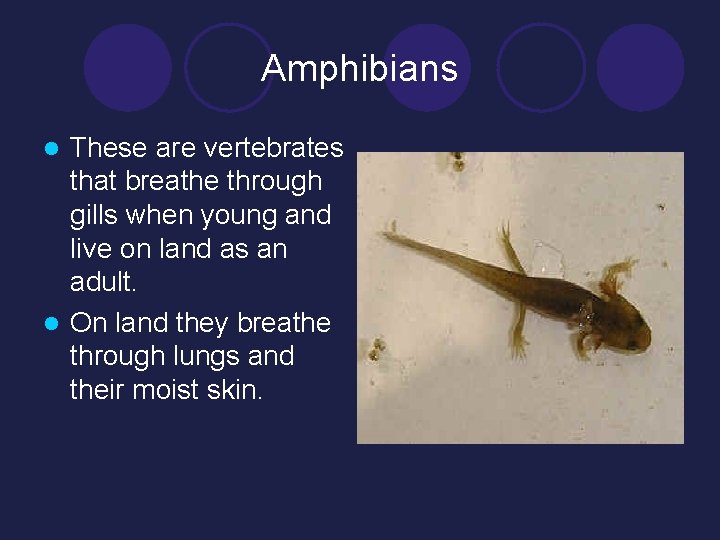 Systems Unit Frog and Human Comparison The frog