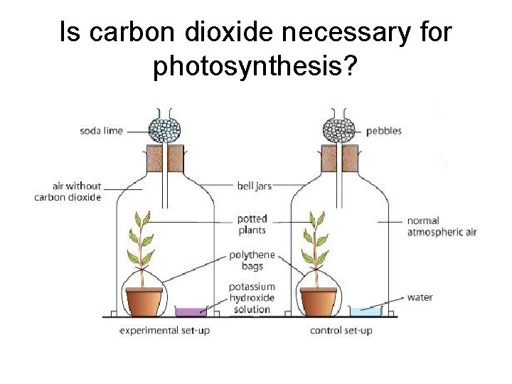 Photosynthesis Investigating Photosynthesis Objectives Controls and ...