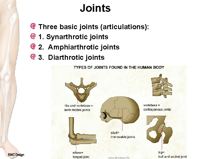 Skeletal System Bones and Joints RMC Design Function