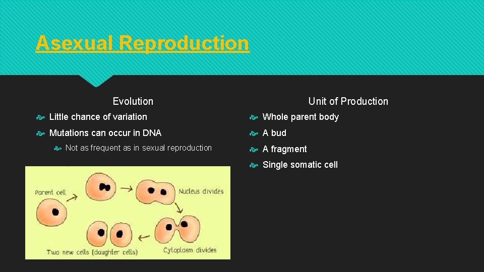 Sexual Reproduction Cells divide by Meiosis A type