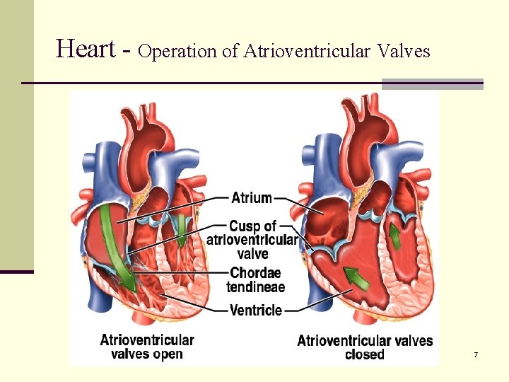 FUNDAMENTALS OF A BIORHEOLOGY AND A HEMODYNAMICS Prepared