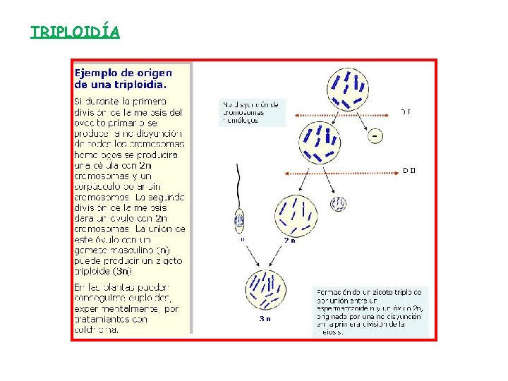 GENTICA Y EVOLUCIN MUTACIONES Cambios en el material