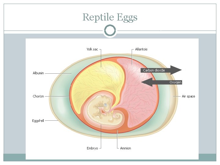 Animal Types REPTILES Did You Know 1 A