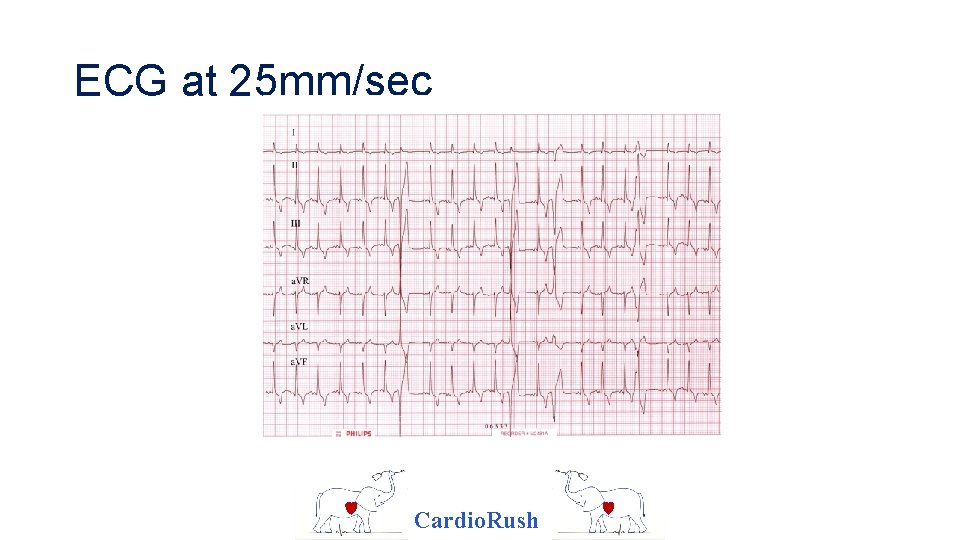 Boca the Bichon Frise Cardio Rush Presentation 13