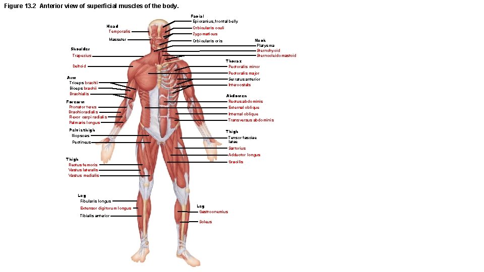 Figure 13 2 Anterior view of superficial muscles