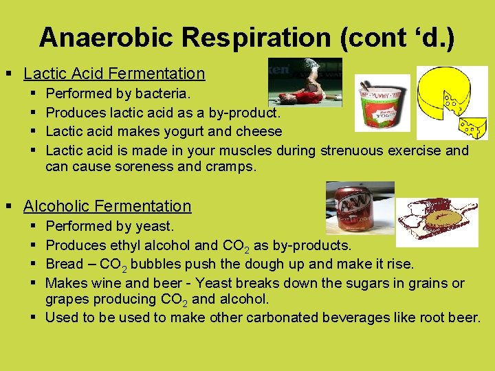 Cellular Respiration Cell respiration is a process which