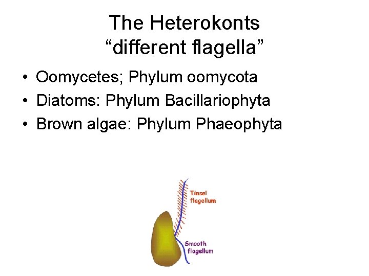 Protista Algae and Heterotrophic Protist Protista diverse group
