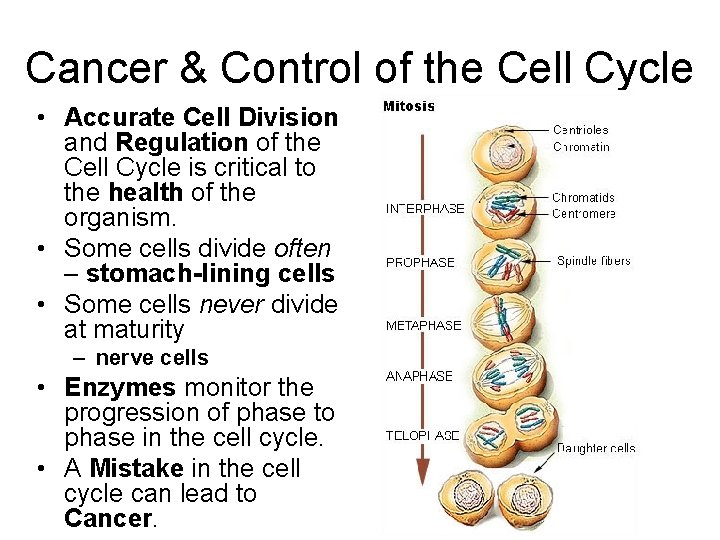 Cancer Control of the Cell Cycle Accurate Cell