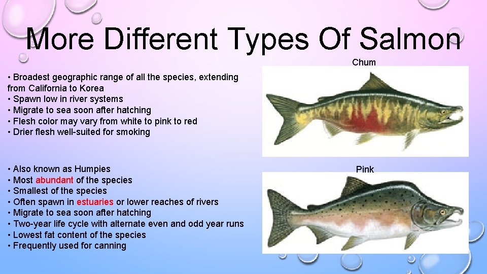 SALMON LIFE CYCLE AND TYPES OF SALMON Eggs