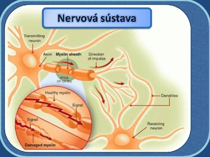 Nervov sstava Najdleitejia sie v tele Prostrednctvom nervov