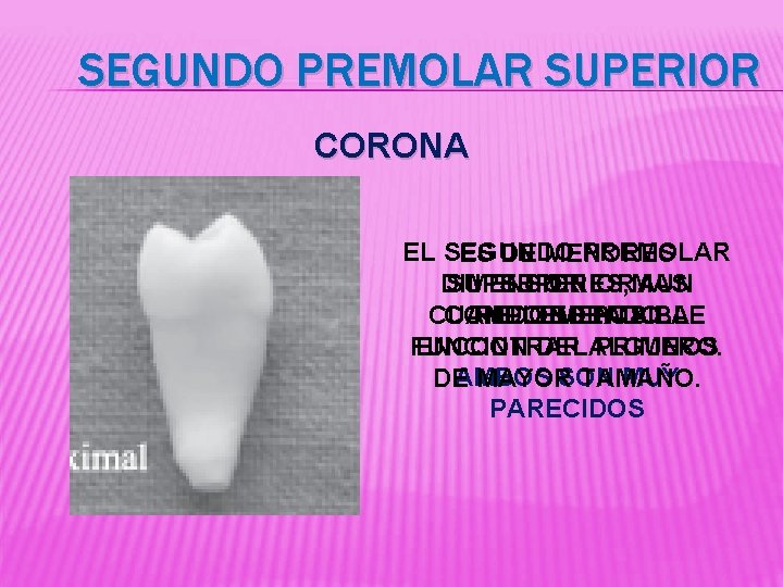 GRUPO PREMOLAR GRUPO PREMOLAR FUNCION SON 8 4